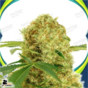 White Widow Autoflower Cannabis Seeds - Aussie Canna Seeds