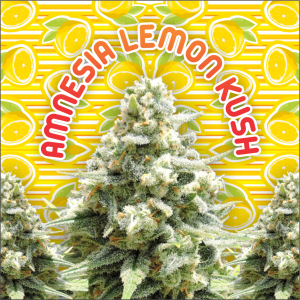 Amnesia Lemon Kush Feminized Cannabis Seeds - Aussie Canna Seeds