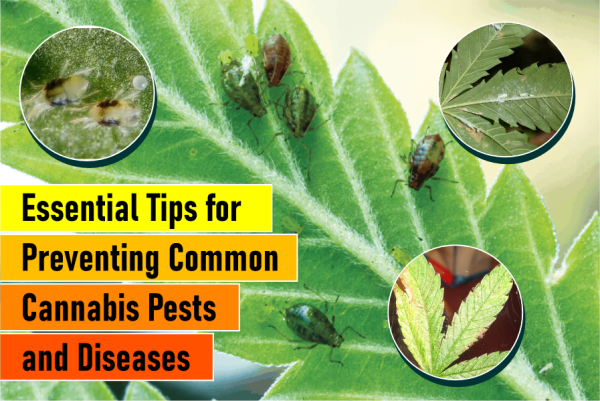 Essential Tips for Preventing Common Cannabis Pests and Diseases ...