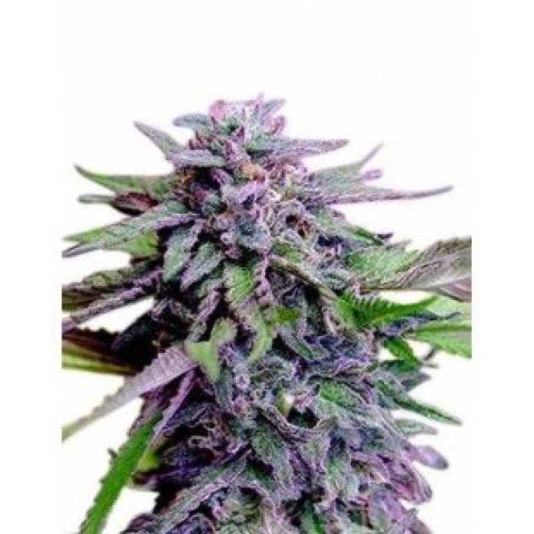 Granddaddy Purple Autoflower Seeds - Aussie Canna Seeds